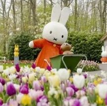 Miffy Parks | Miffy Blogs